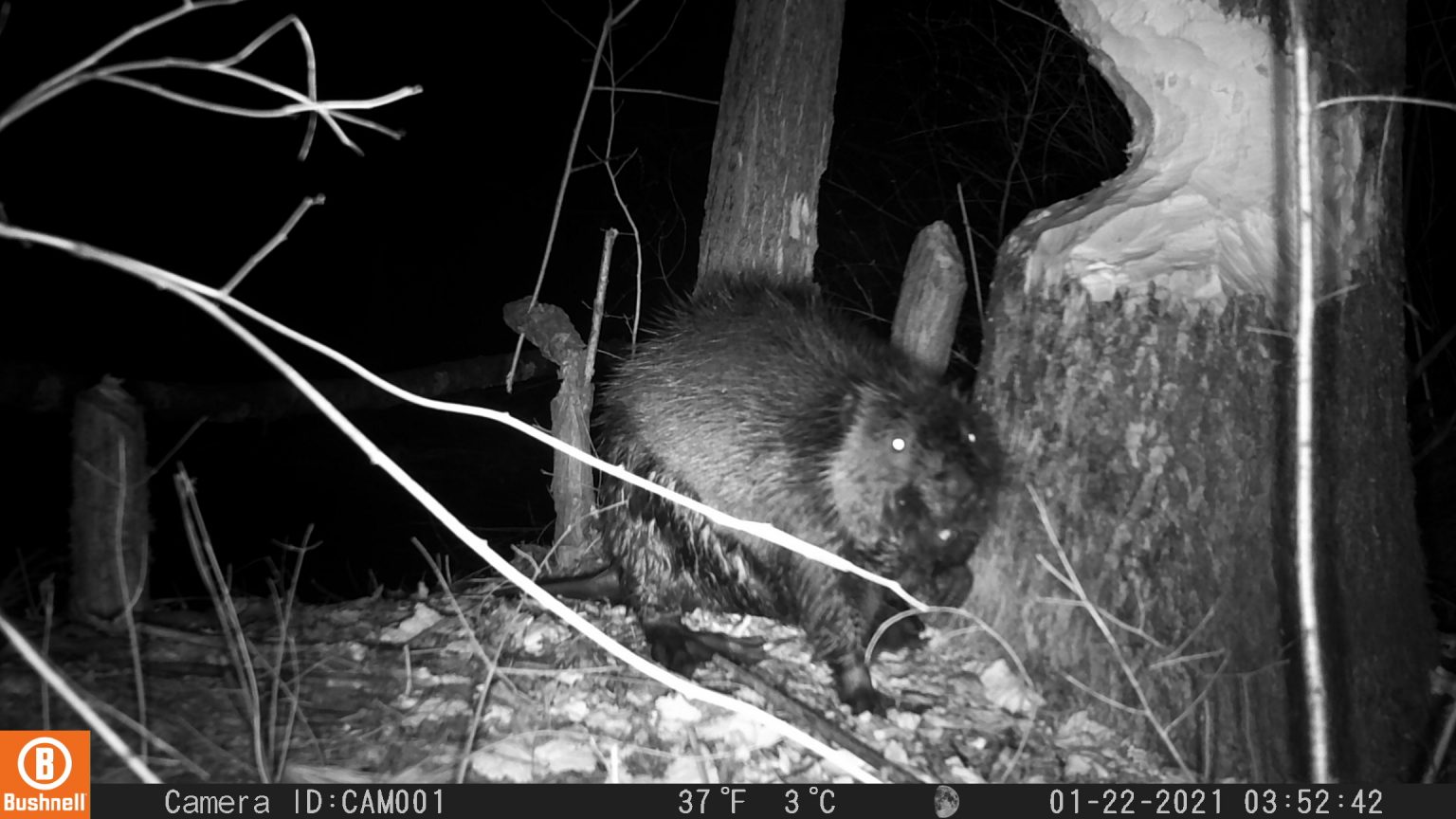 North American Fur Trade Working Group – International Network for ...